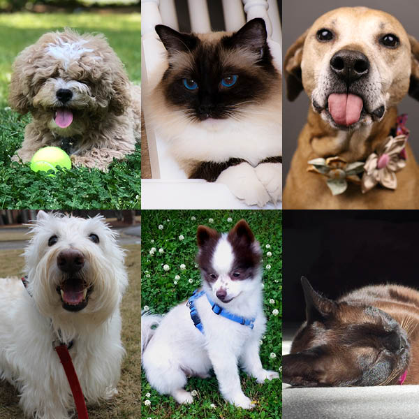 See Who Made The Cover Of The AJT Pet Issue Atlanta Jewish Connector See Who Made The Cover Of The AJT Pet Issue Atlanta Jewish Connector