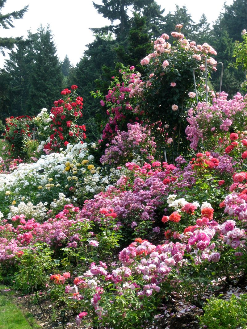 "All About Roses" presented by the North Fulton Master Gardeners ...